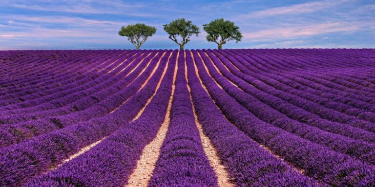 Fairytale Lavender Village Tour